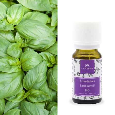 Ätherisches Bio-Basilikumöl Ct. Methylchavicol, 100 % naturrein